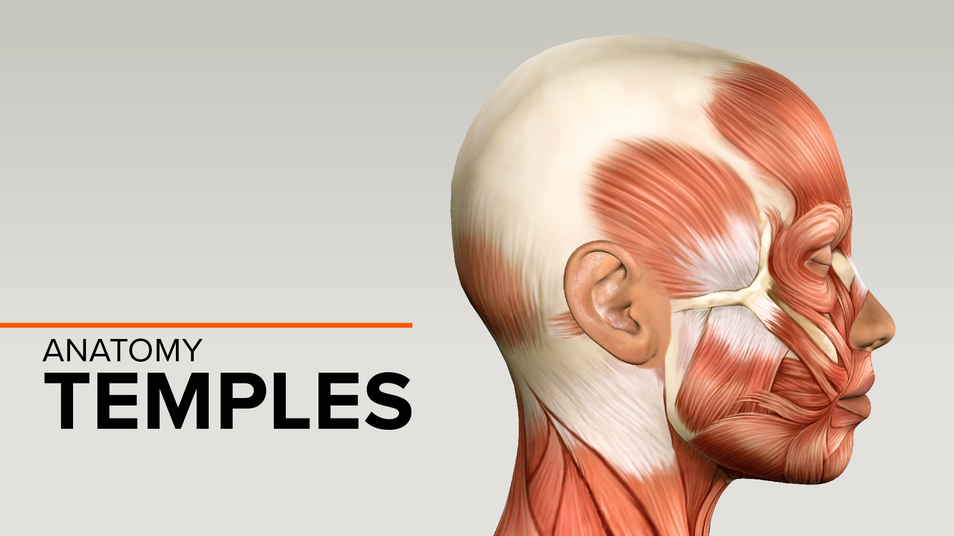 Anatomy of the temples | Merz Aesthetics Medical Forum